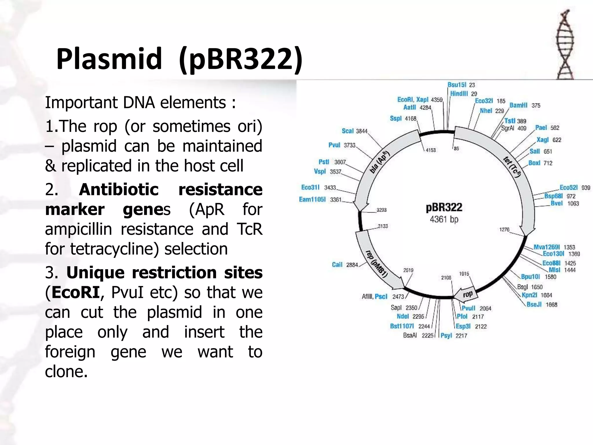 Introduction to DNA Cloning | PPTX