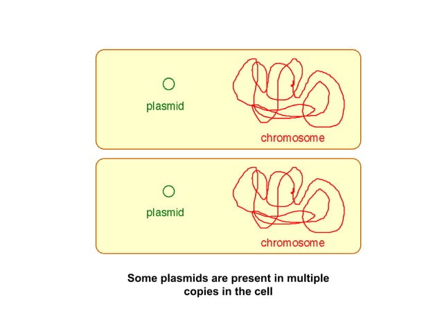 Introduction to DNA Cloning | PPTX | Biotech and Biomedical Industry ...