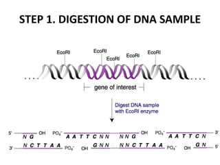 Introduction to DNA Cloning | PPTX