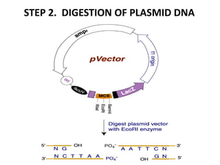 Introduction to DNA Cloning | PPTX