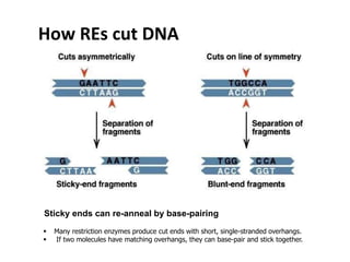 Introduction to DNA Cloning | PPTX