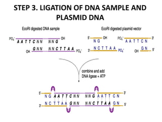Introduction to DNA Cloning | PPTX