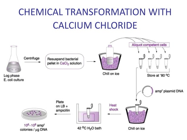Introduction to DNA Cloning | PPTX | Biotech and Biomedical Industry ...