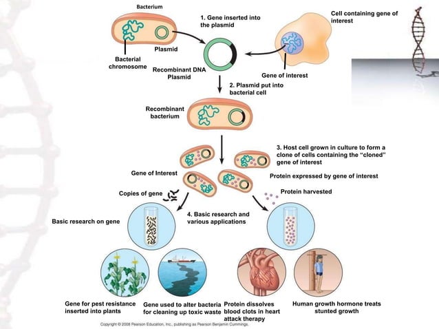 Introduction to DNA Cloning | PPTX | Biotech and Biomedical Industry ...