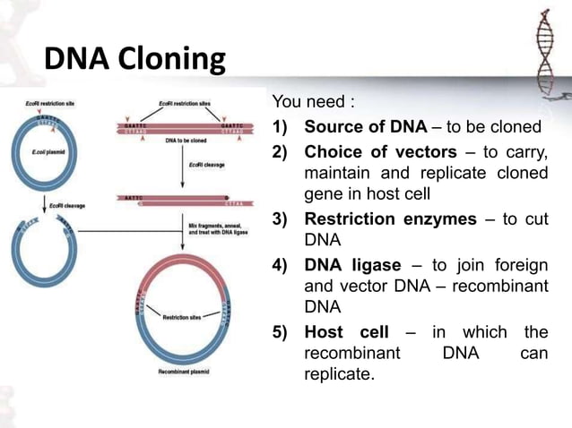 Introduction to DNA Cloning | PPTX | Biotech and Biomedical Industry ...