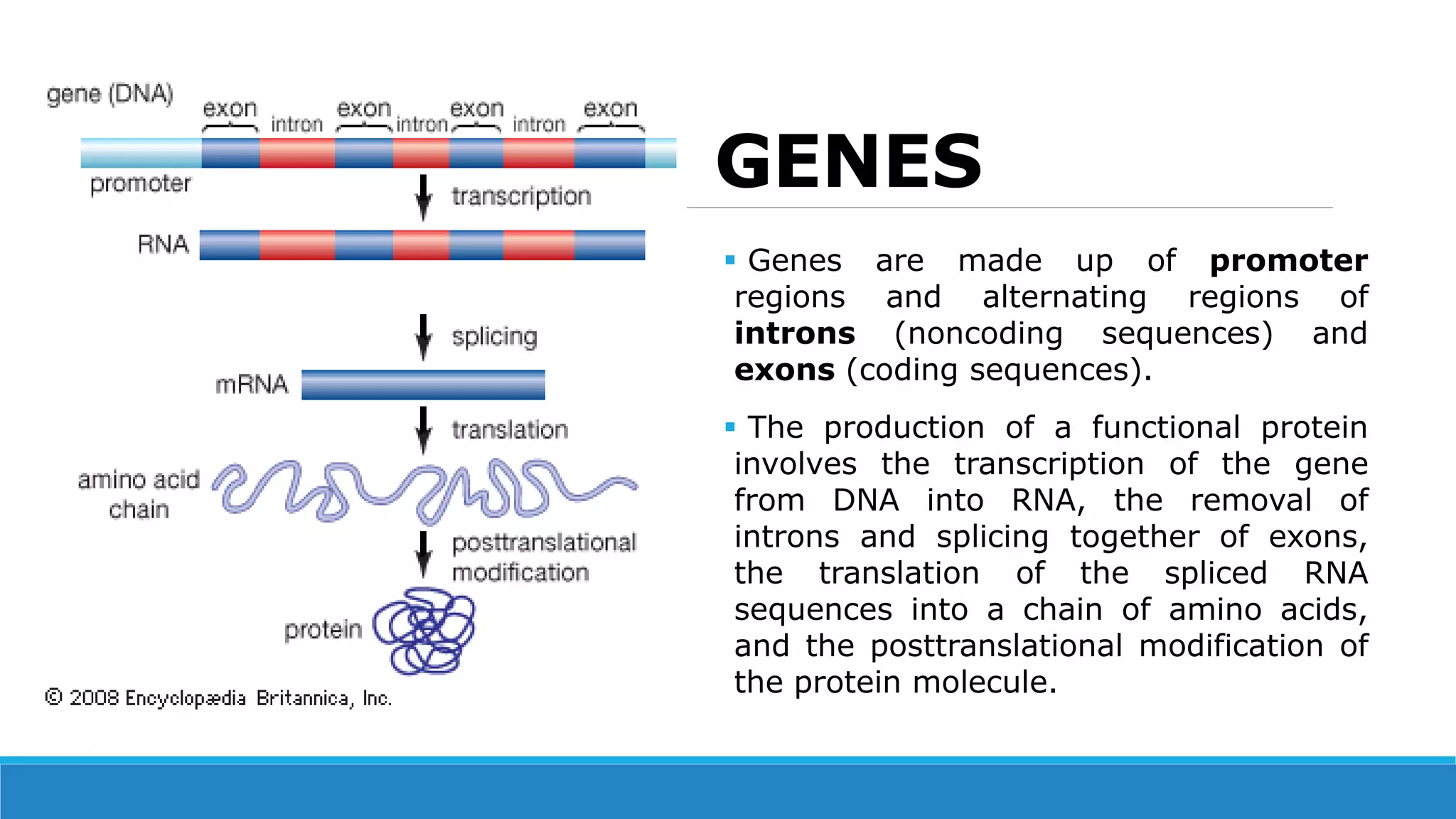 Genes, Genomics and Proteomics | PPTX