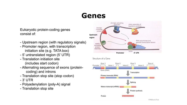 Genes, Genomics and Proteomics | PPTX | Genetics | Science