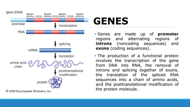 Genes, Genomics and Proteomics | PPTX | Genetics | Science