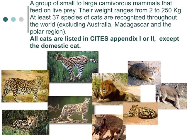 2. Species in trade cats | PPTX
