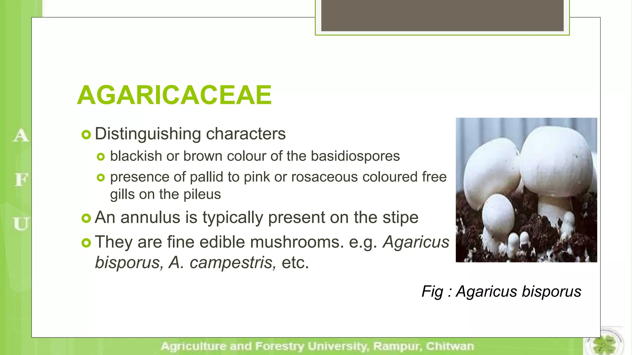 characteristics and importance of Agaricales order | PPTX