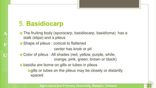 characteristics and importance of Agaricales order | PPT