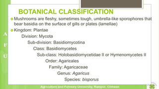 characteristics and importance of Agaricales order | PPTX