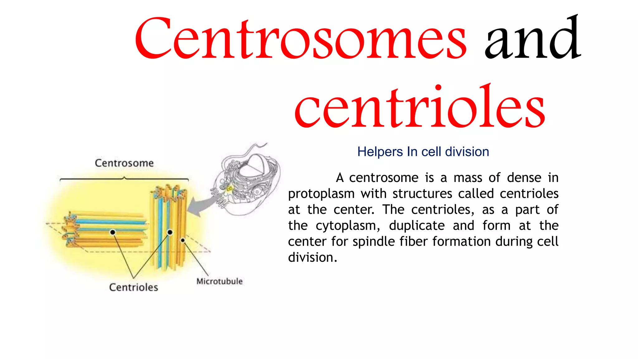 2. cell structure and functions | PPTX | Biological Sciences | Science