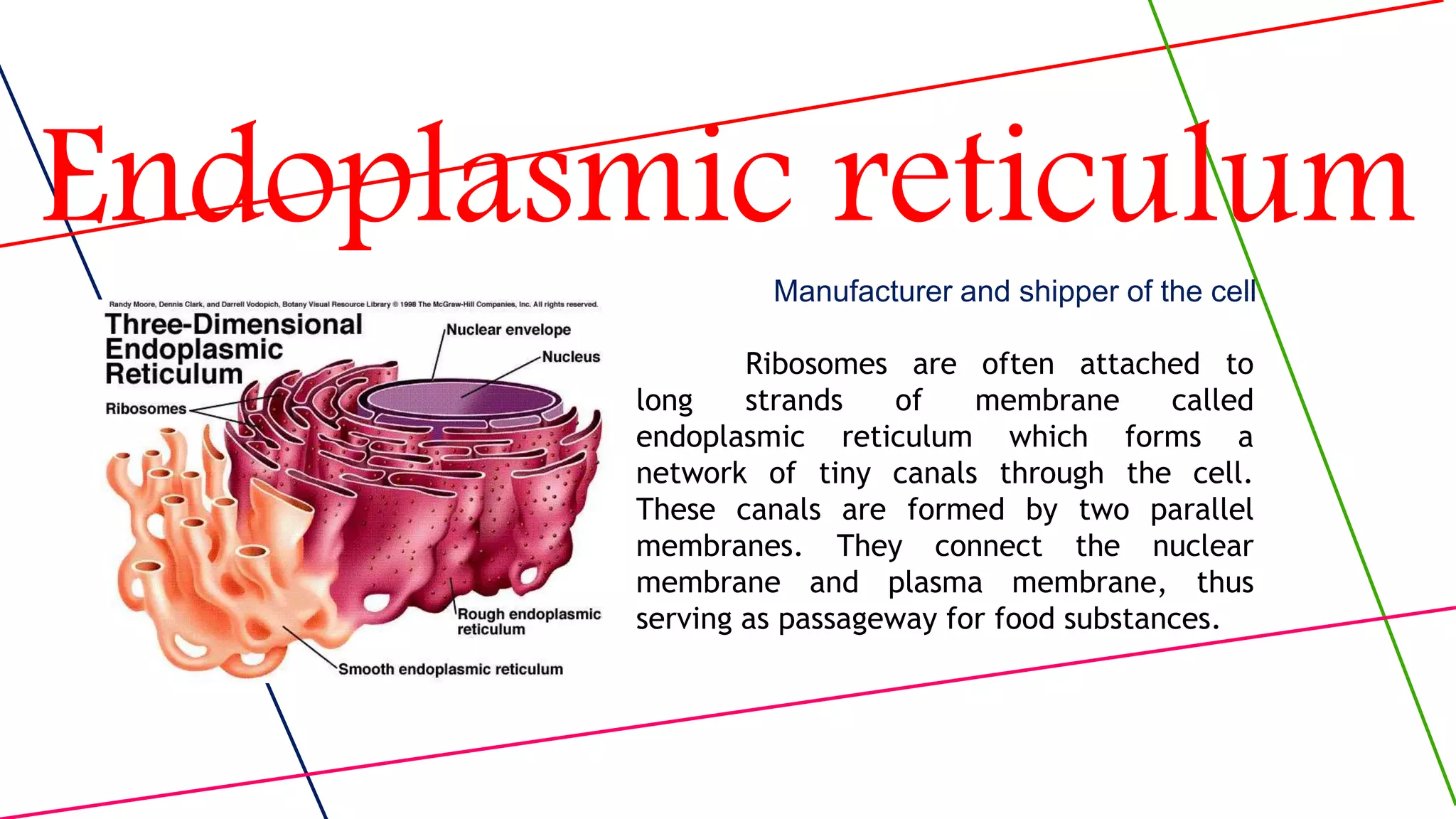 2. cell structure and functions | PPTX | Biological Sciences | Science