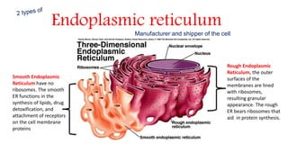 2. cell structure and functions | PPTX