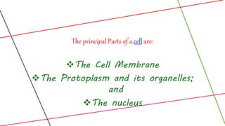 2. cell structure and functions | PPTX