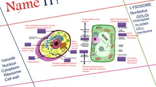 2. cell structure and functions | PPTX