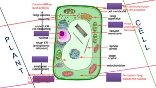 2. cell structure and functions | PPTX