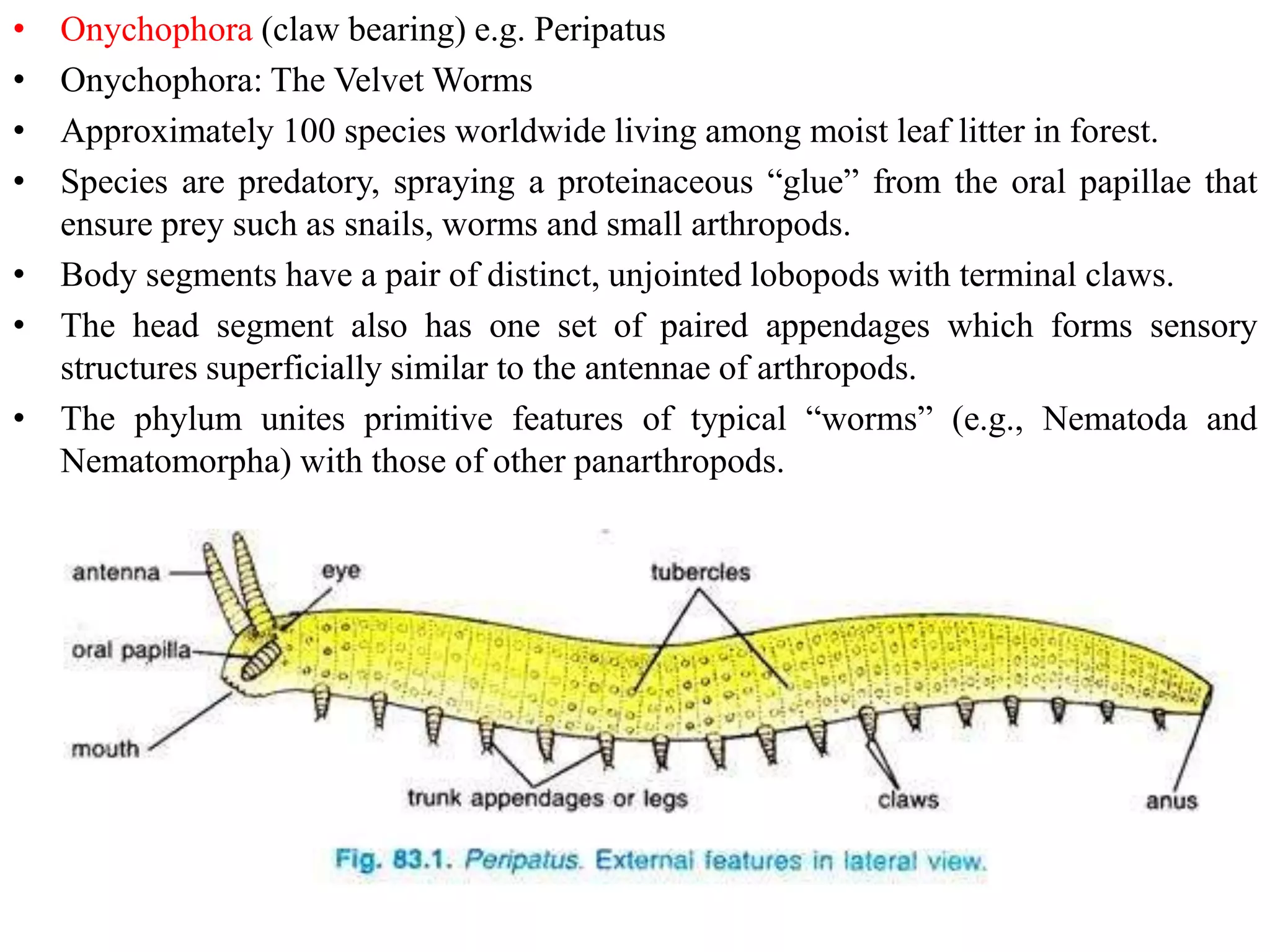 Position of insects in animal kingdom and their relationship with other ...