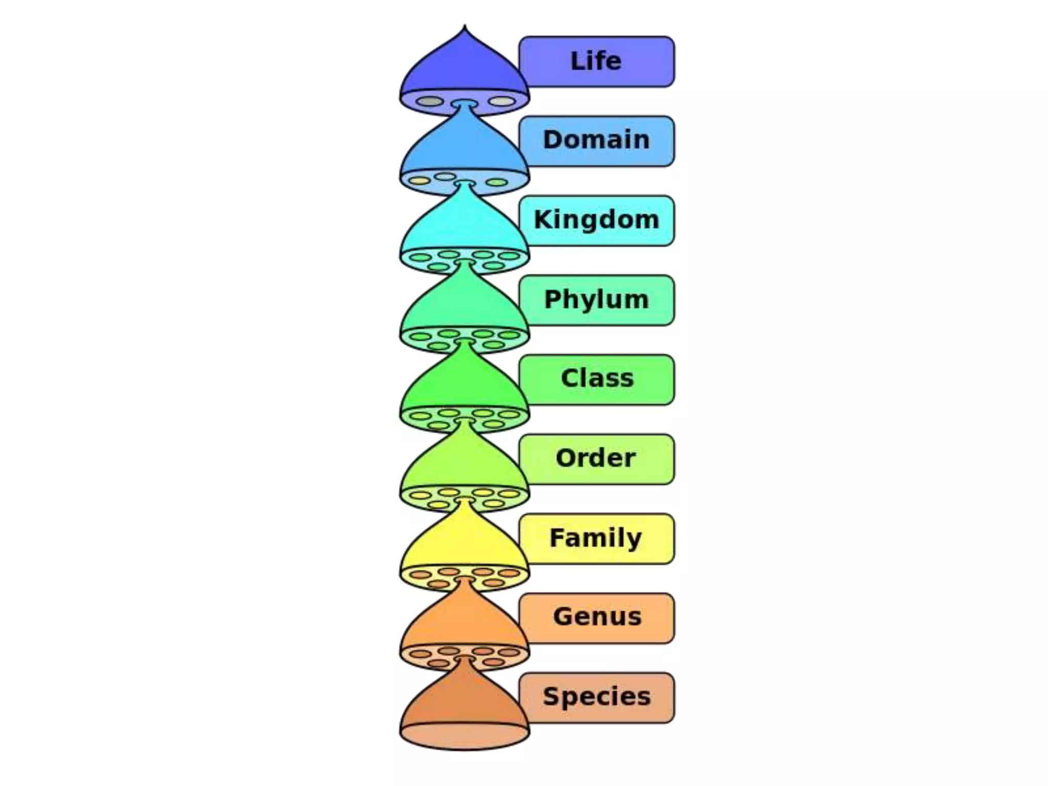 Position of insects in animal kingdom and their relationship with other ...