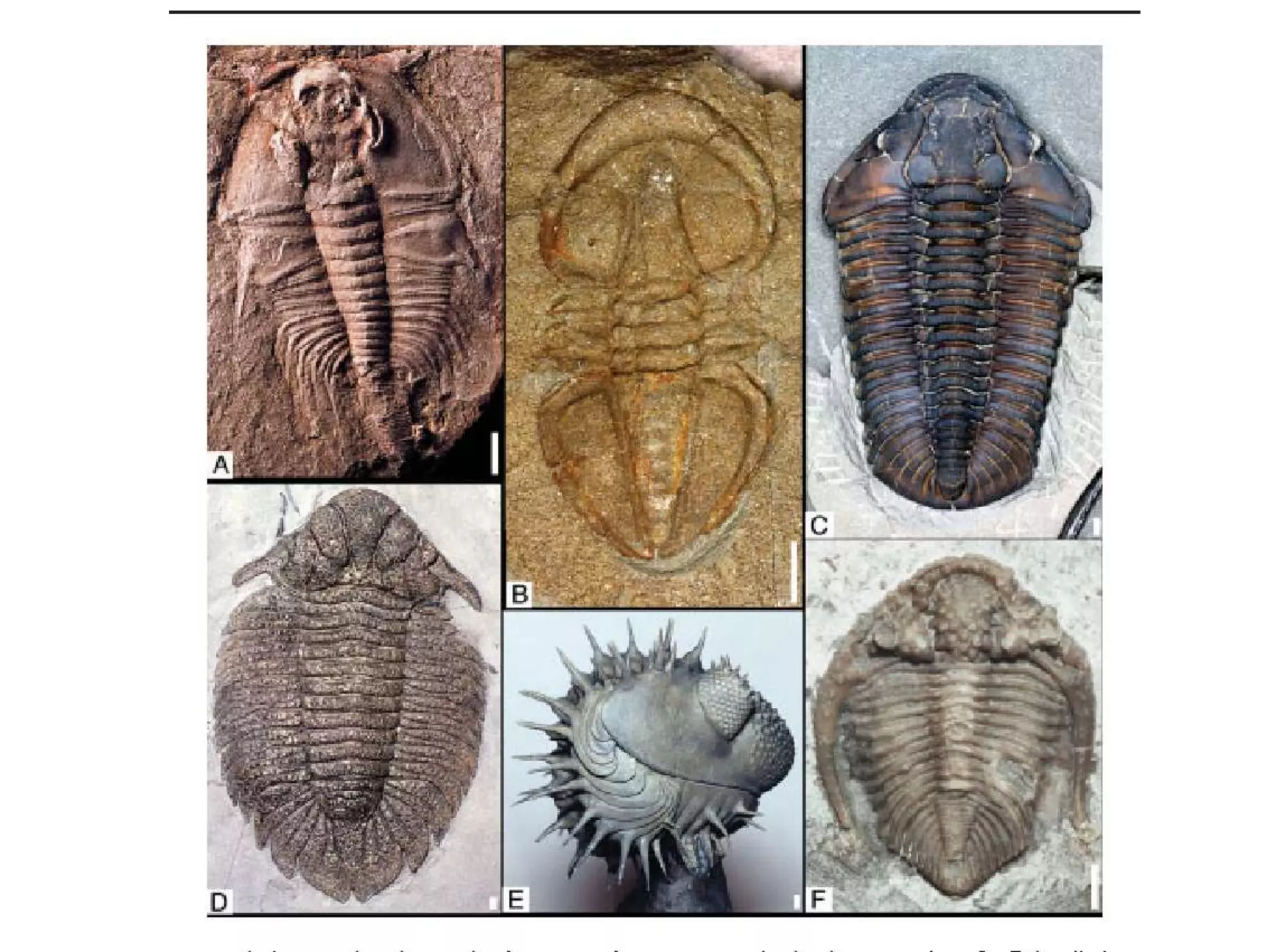 Position of insects in animal kingdom and their relationship with other ...