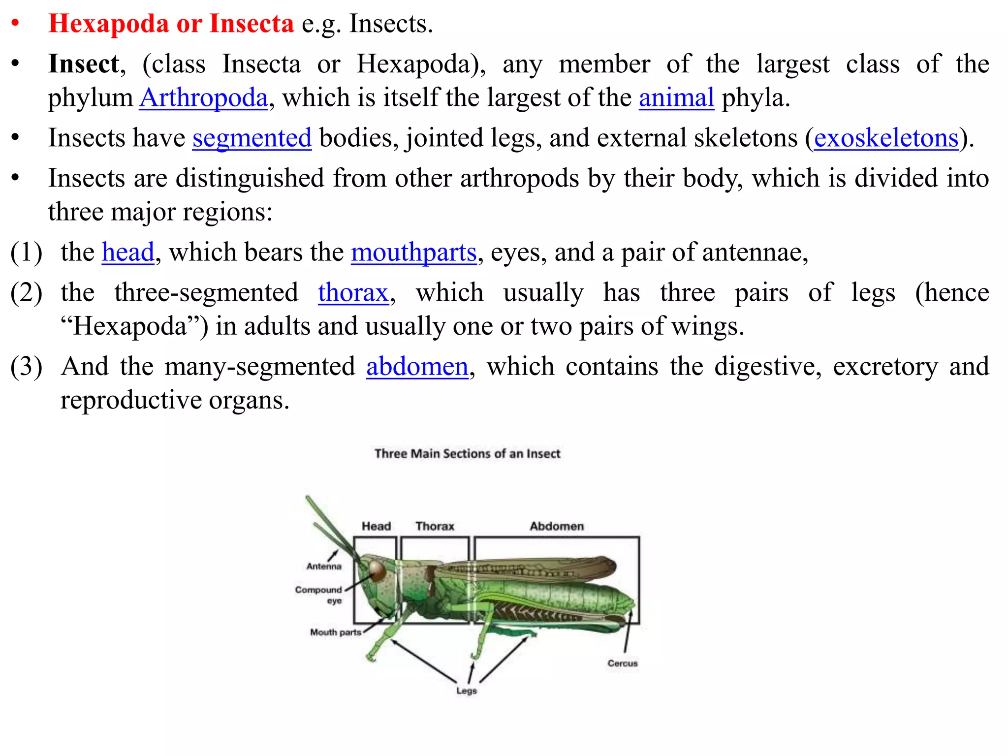Position of insects in animal kingdom and their relationship with other ...