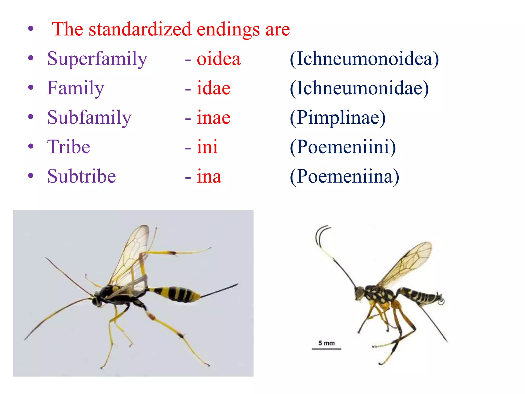 Position of insects in animal kingdom and their relationship with other ...