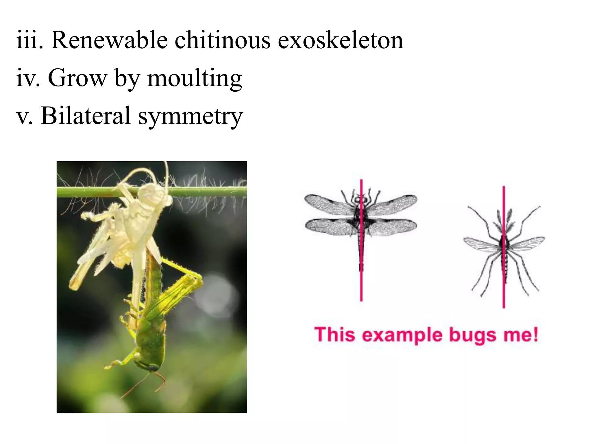 Position of insects in animal kingdom and their relationship with other ...