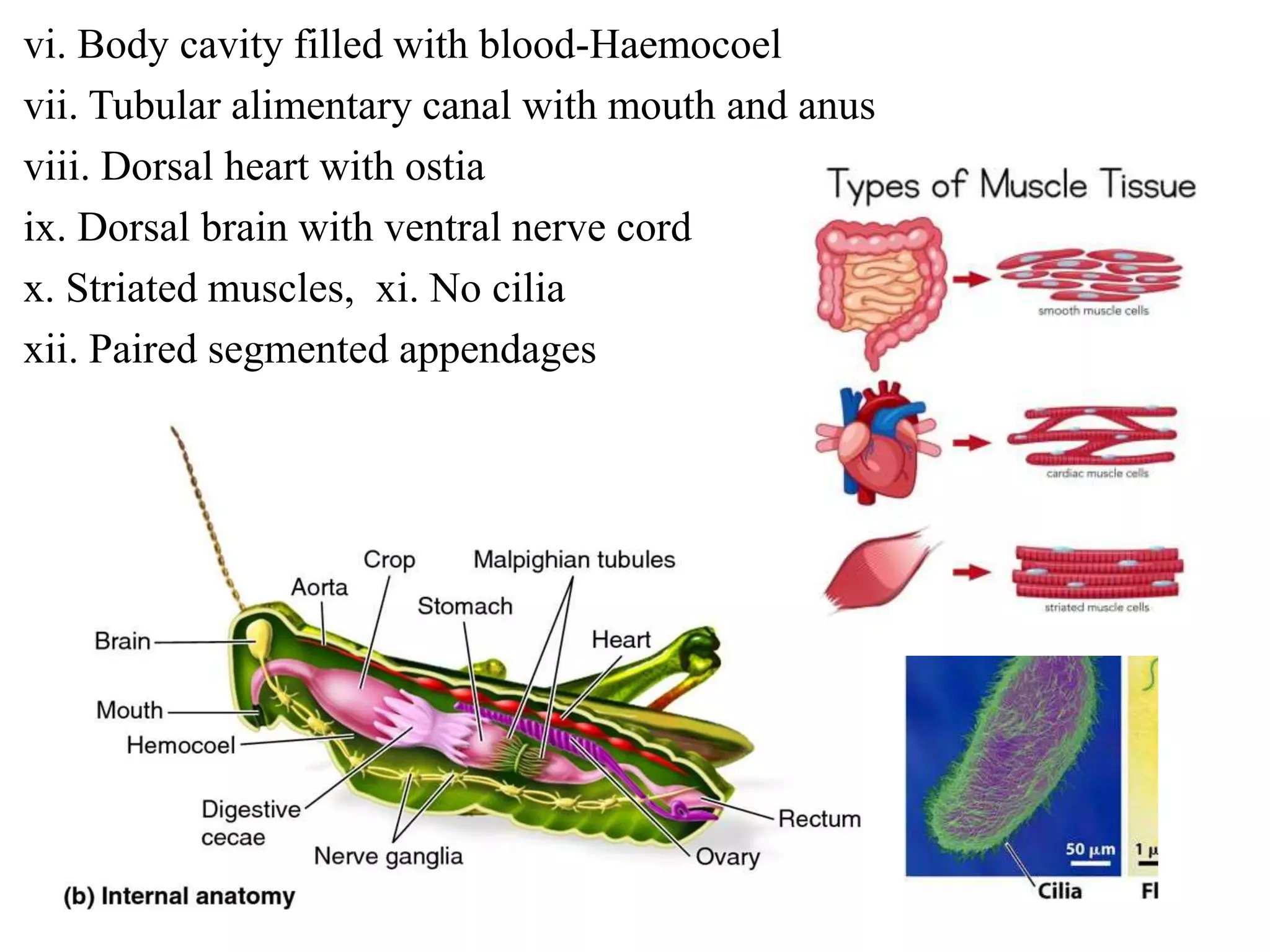 Position of insects in animal kingdom and their relationship with other ...