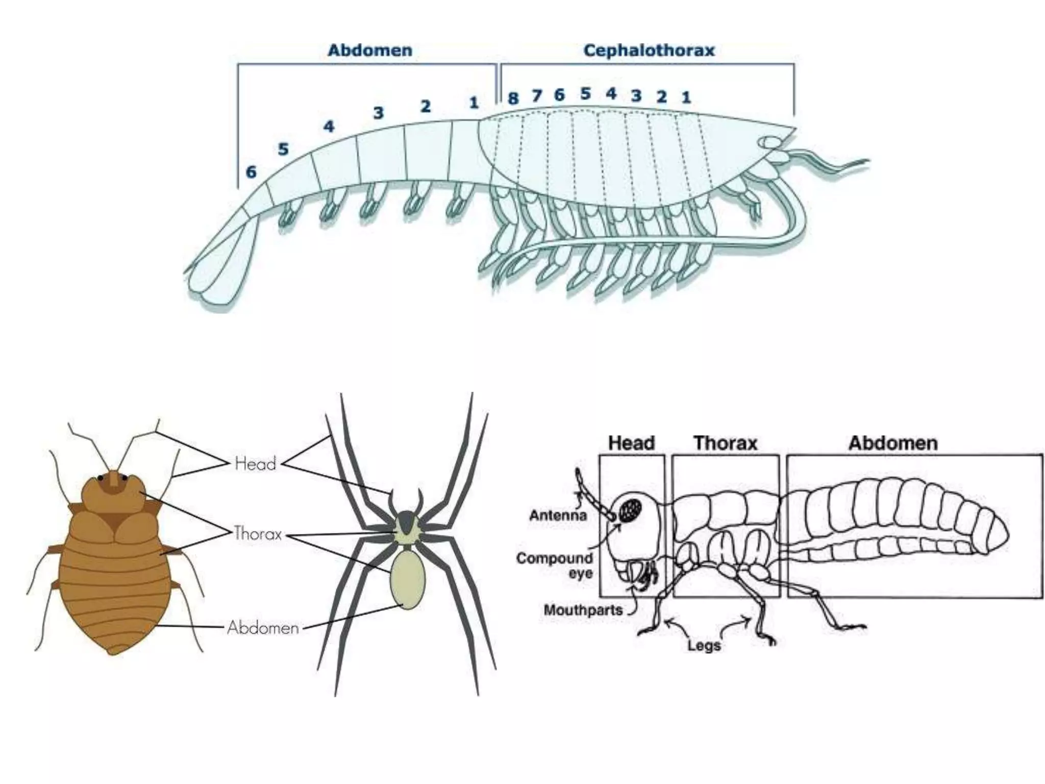 Position of insects in animal kingdom and their relationship with other ...