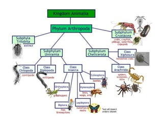 Position of insects in animal kingdom and their relationship with other ...