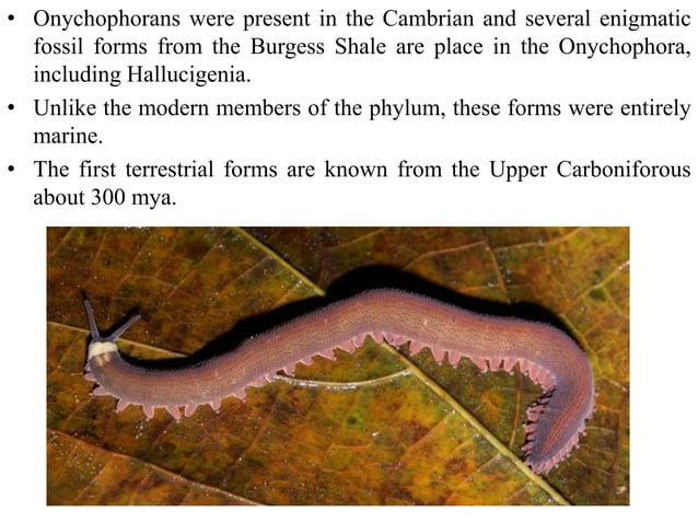 Position of insects in animal kingdom and their relationship with other ...