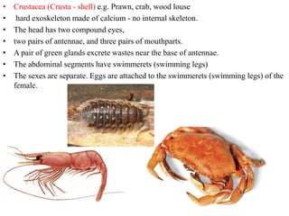 Position of insects in animal kingdom and their relationship with other ...
