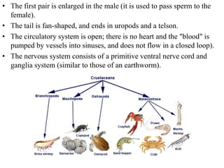 Position of insects in animal kingdom and their relationship with other ...