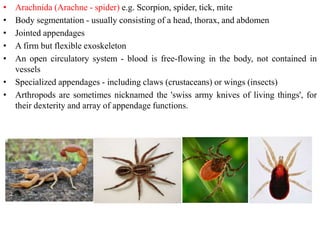 Position of insects in animal kingdom and their relationship with other ...