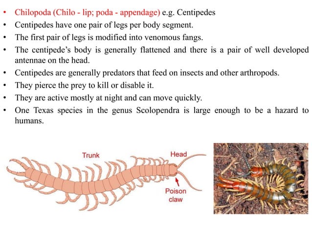 Position of insects in animal kingdom and their relationship with other ...