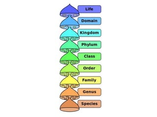 Position of insects in animal kingdom and their relationship with other ...