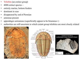 Position of insects in animal kingdom and their relationship with other ...