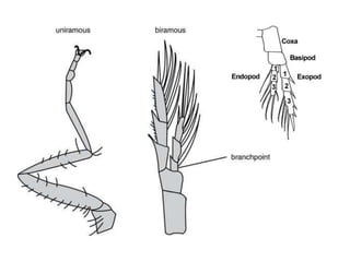 Position of insects in animal kingdom and their relationship with other ...
