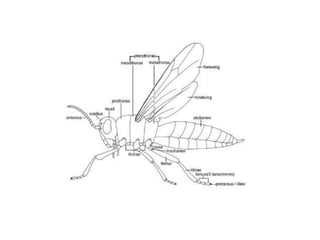 Position of insects in animal kingdom and their relationship with other ...