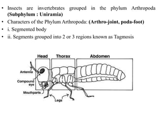 Position of insects in animal kingdom and their relationship with other ...