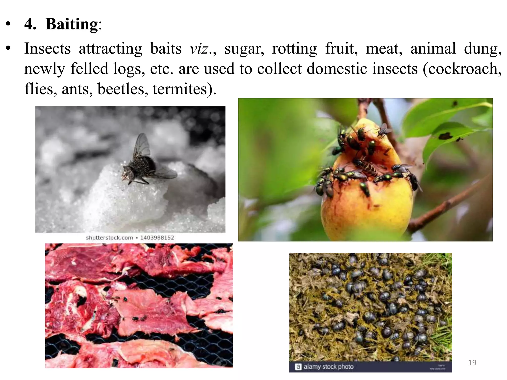 Methods of insect collection, preservation, display and storage by Dr ...