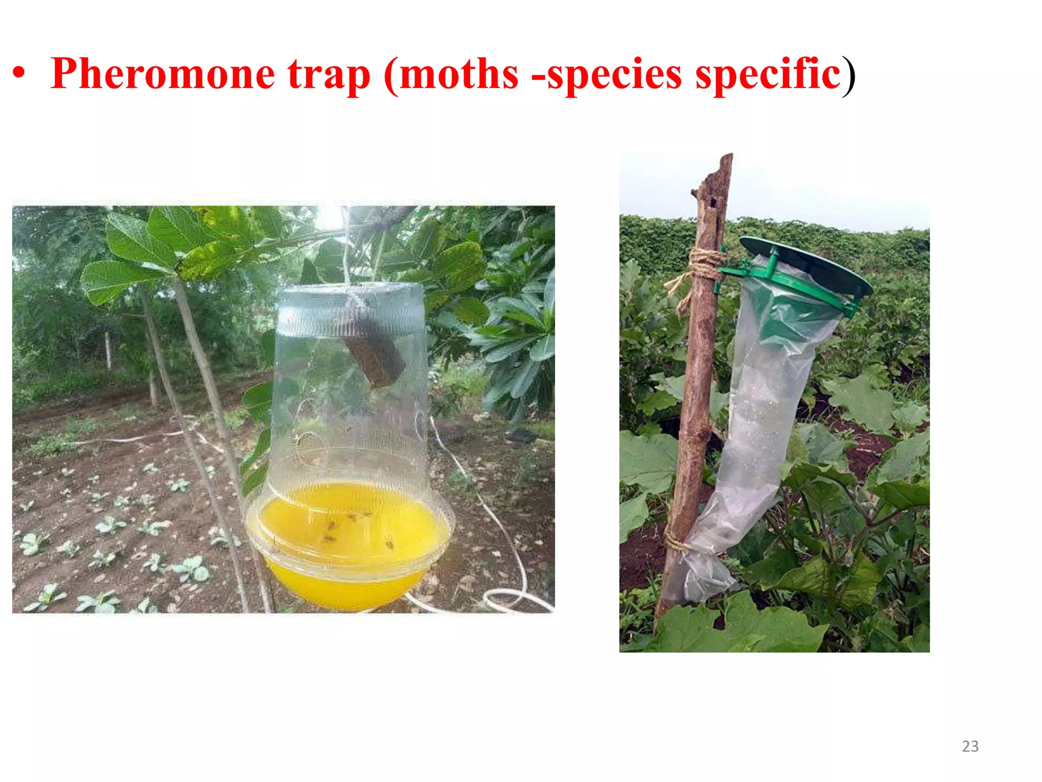 Methods of insect collection, preservation, display and storage by Dr ...