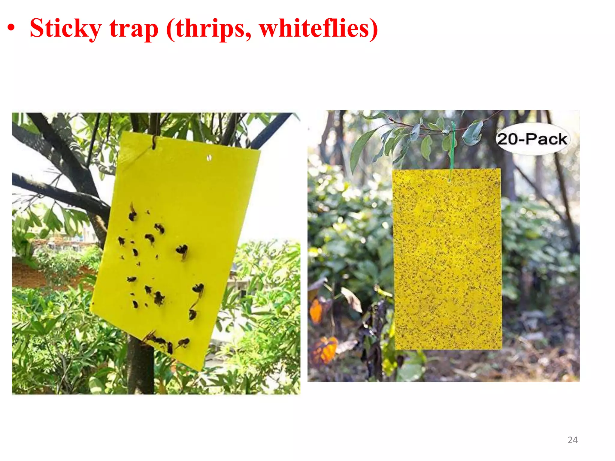 Methods of insect collection, preservation, display and storage by Dr ...