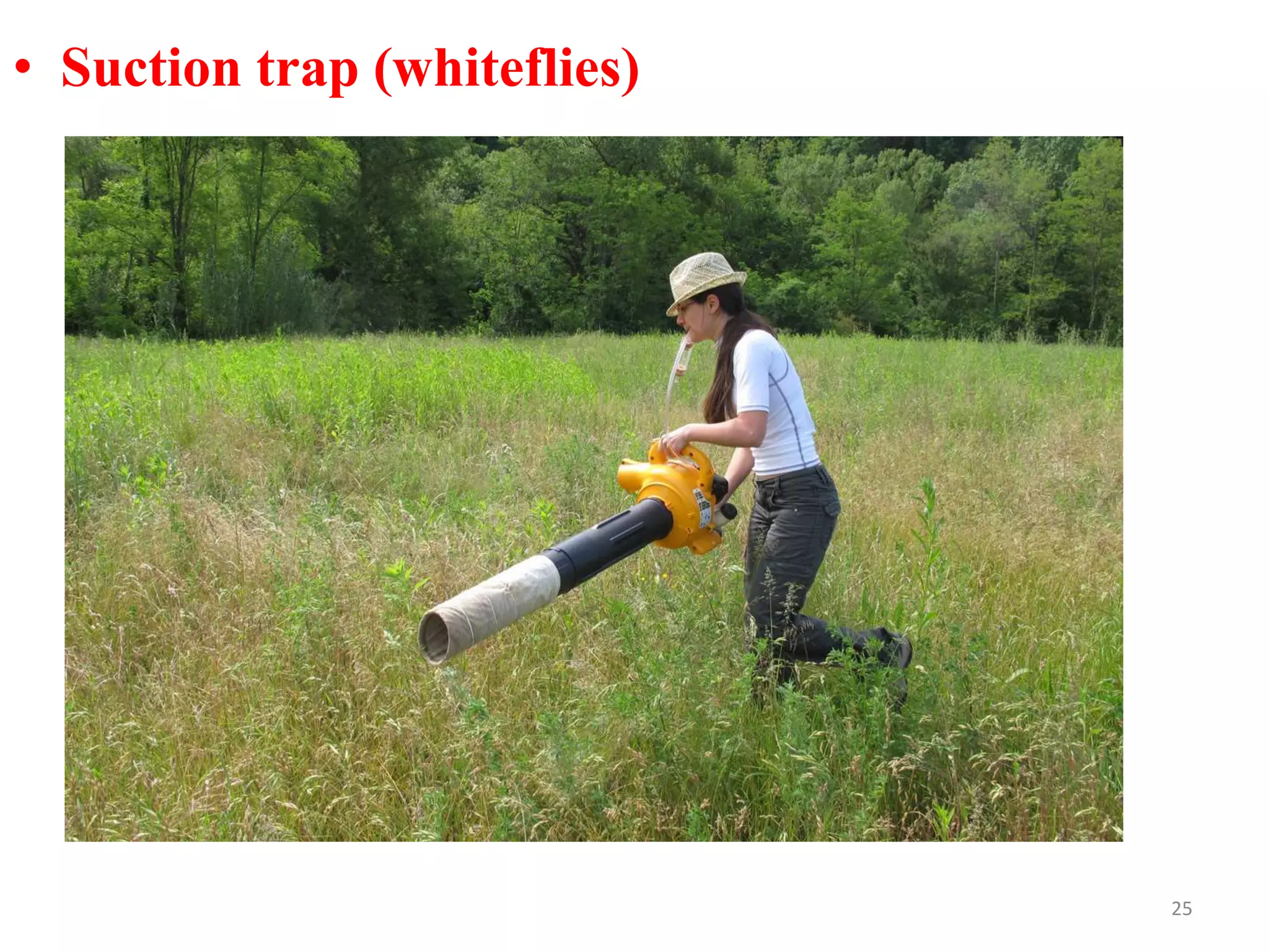 Methods of insect collection, preservation, display and storage by Dr ...