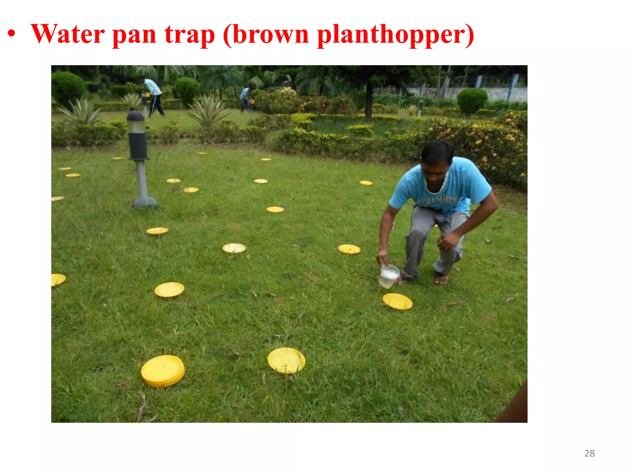 Methods of insect collection, preservation, display and storage by Dr ...