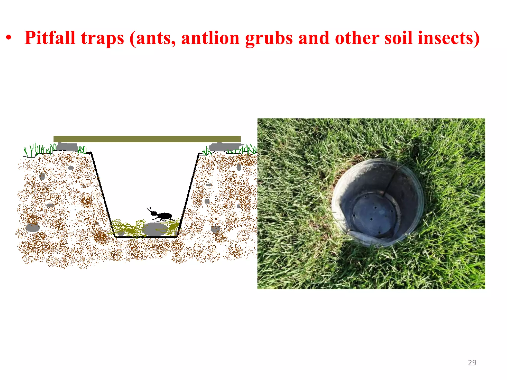 Methods of insect collection, preservation, display and storage by Dr ...