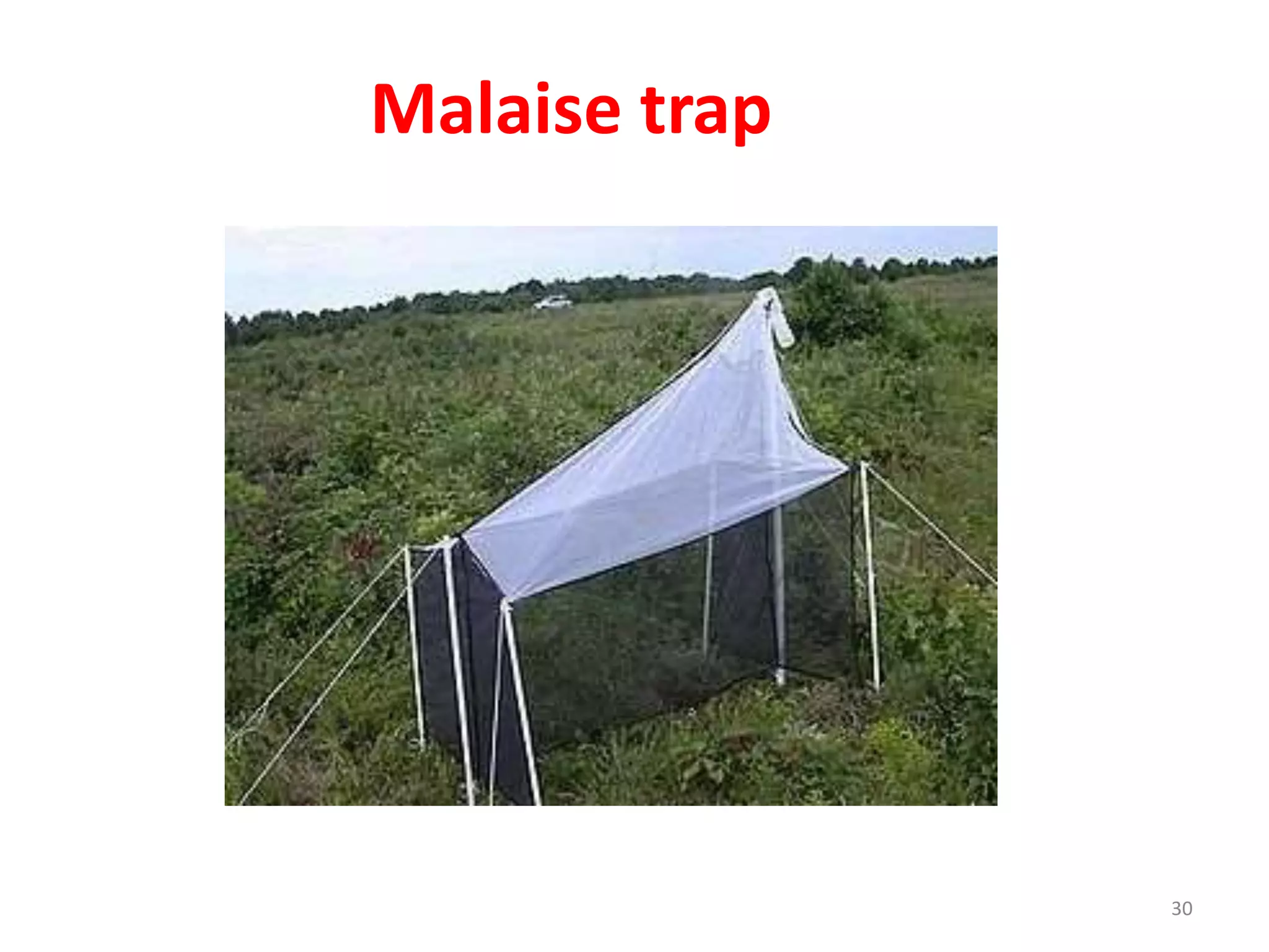 Methods of insect collection, preservation, display and storage by Dr ...