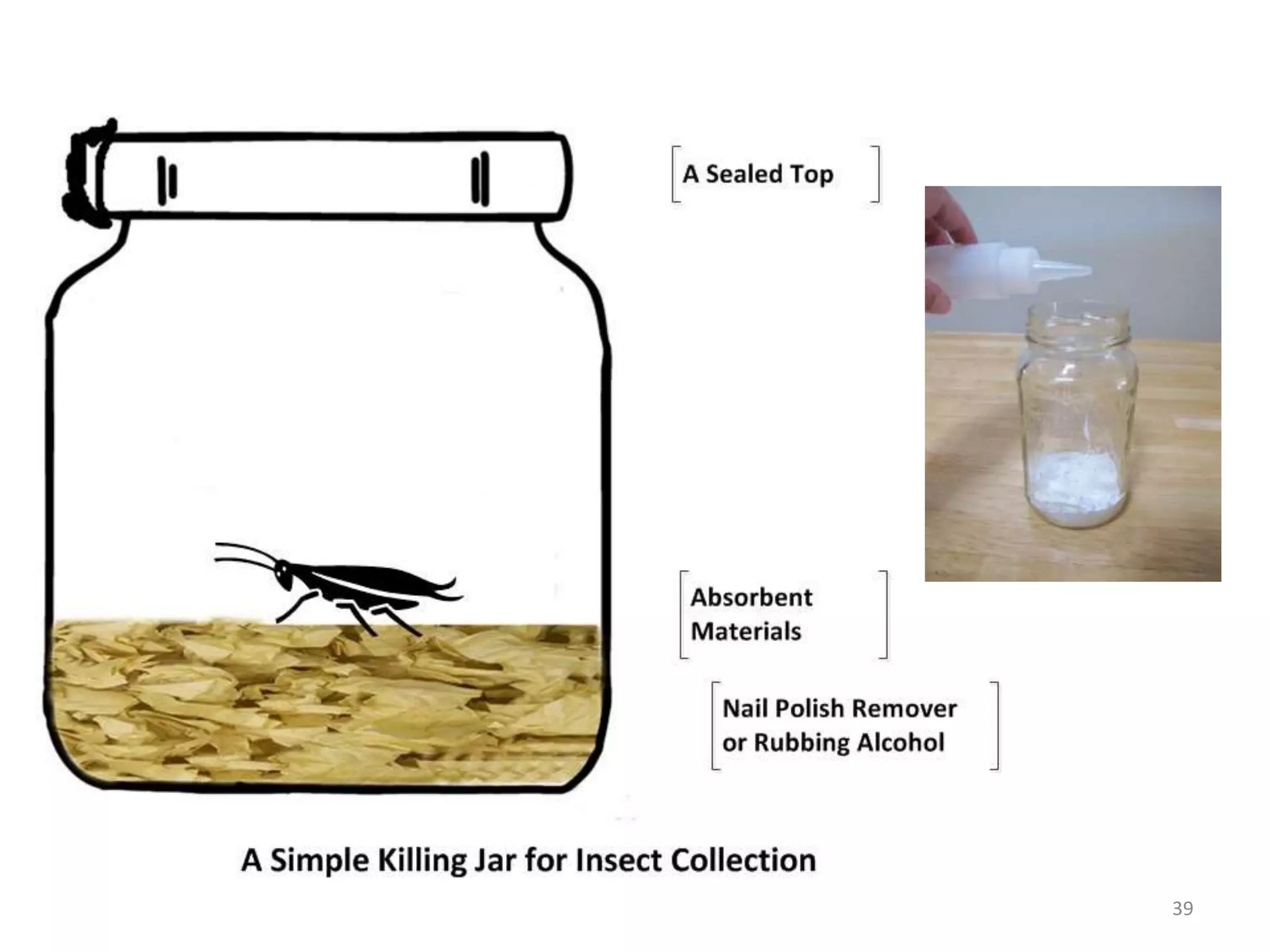 Methods of insect collection, preservation, display and storage by Dr ...