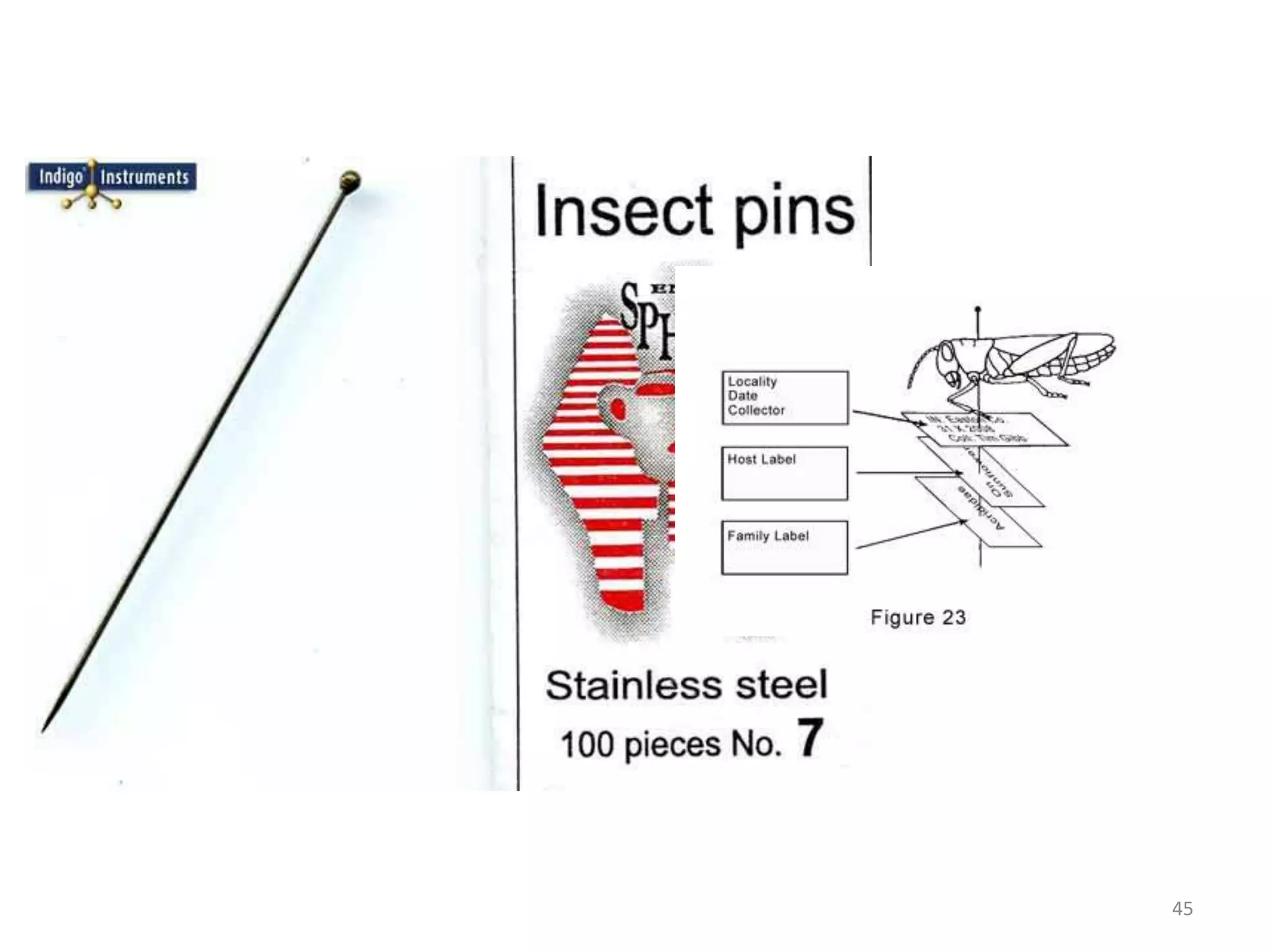 Methods of insect collection, preservation, display and storage by Dr ...